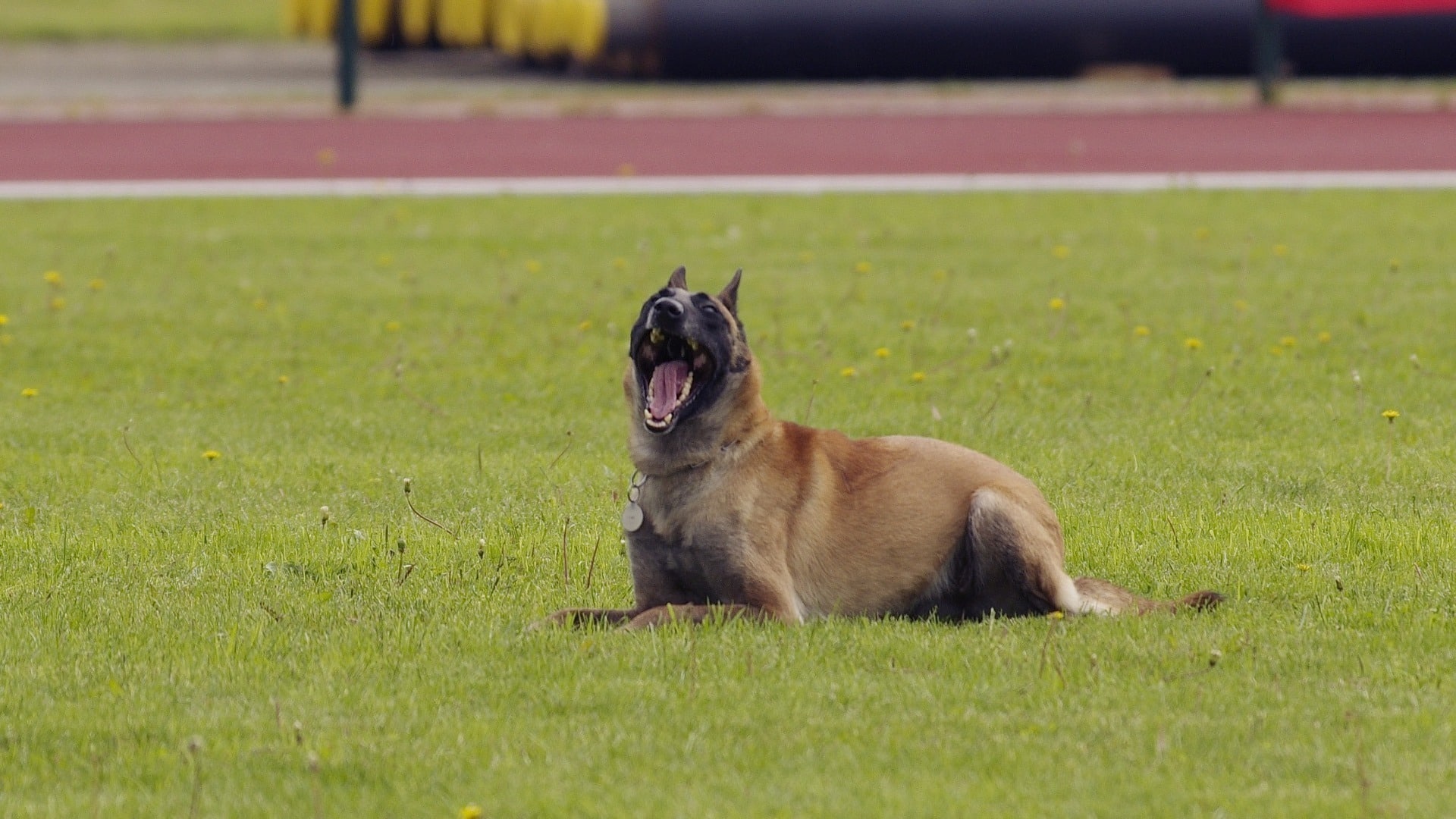 Chien Berger belge malinois : Prix, Caractère, Santé, Alimentation