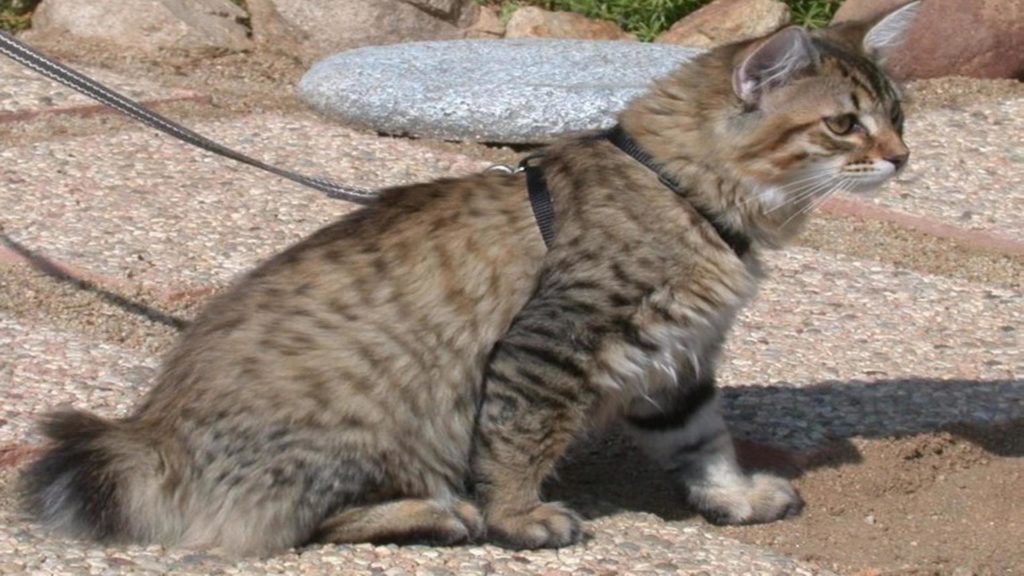 Chat American Bobtail : Prix, Comportement & Caractère, Santé