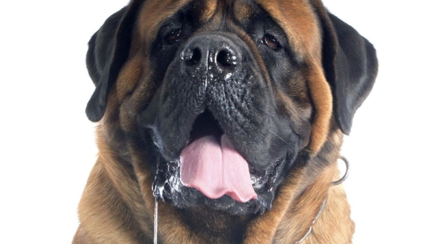 Pourquoi mon chien bave ? Causes et Solutions