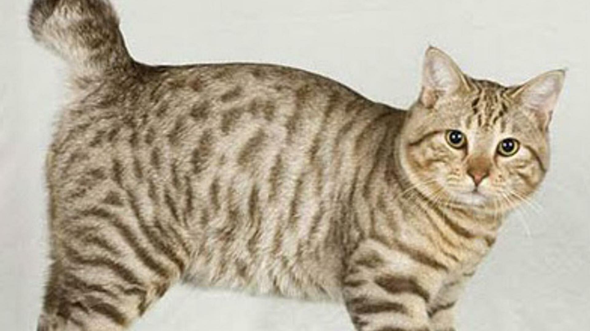 Chat American Bobtail : Prix, Comportement & Caractère, Santé