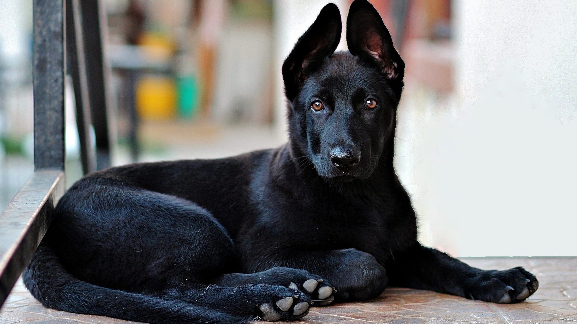 Chien Berger Allemand : Prix, Caractère, Santé, Alimentation