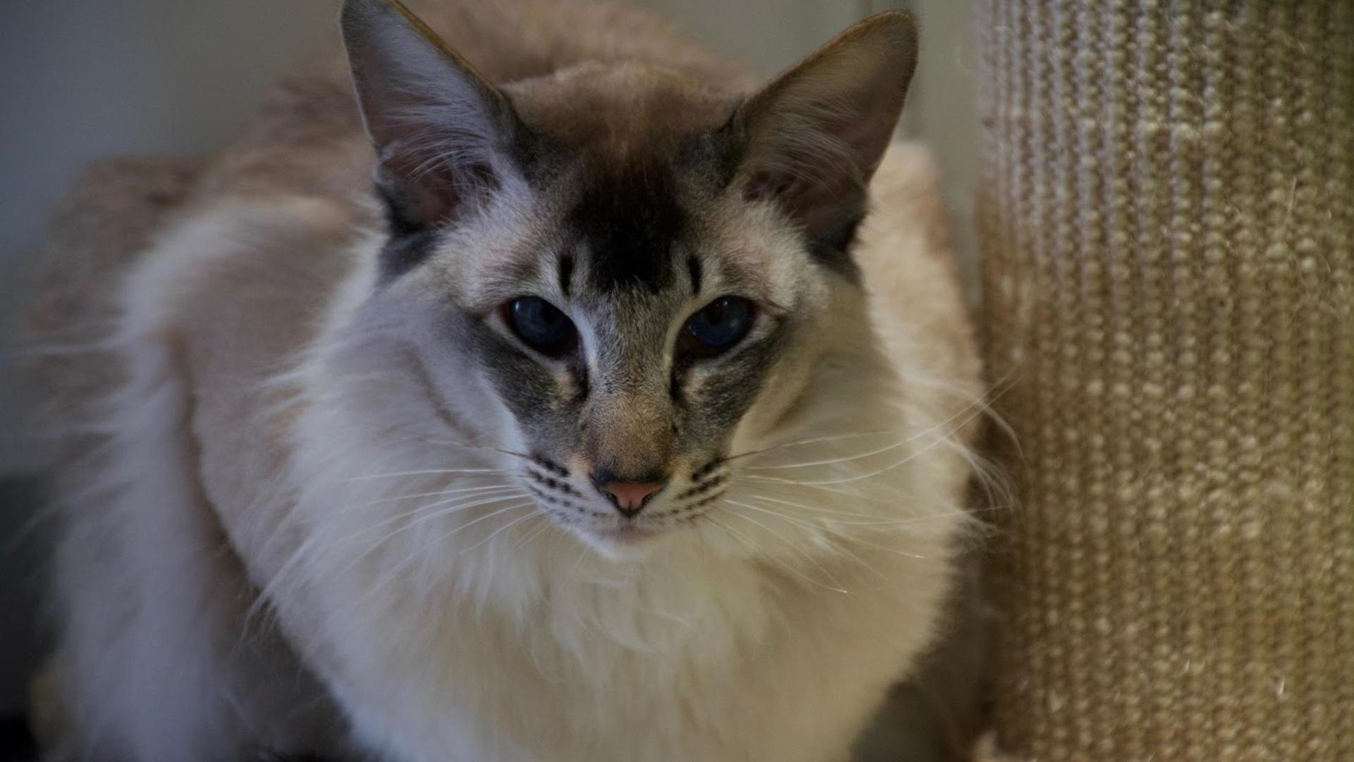 Balinais : Prix de ce chat, Comportement & Caractère, Santé