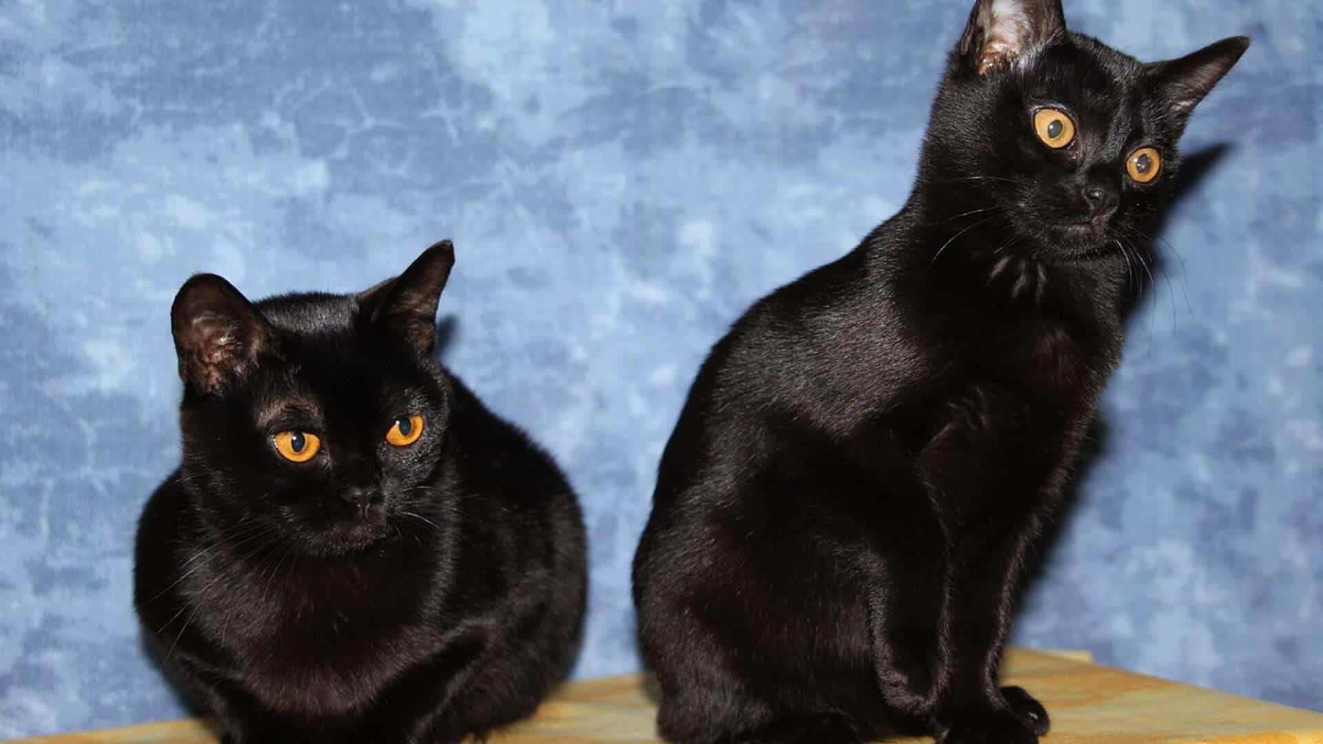 Chat Bombay : Prix, Comportement & Caractère, Santé