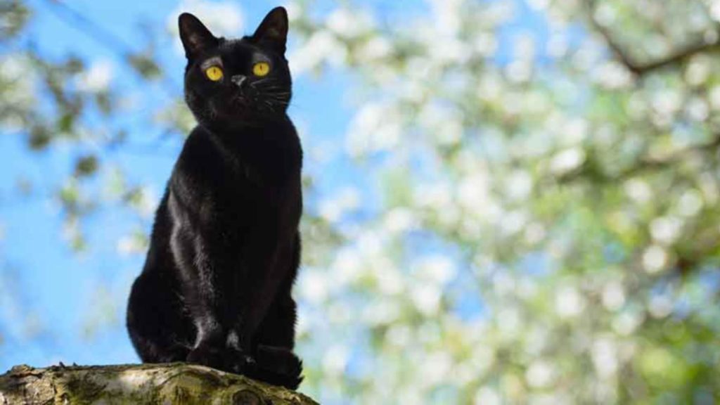 Chat Bombay : Prix, Comportement & Caractère, Santé