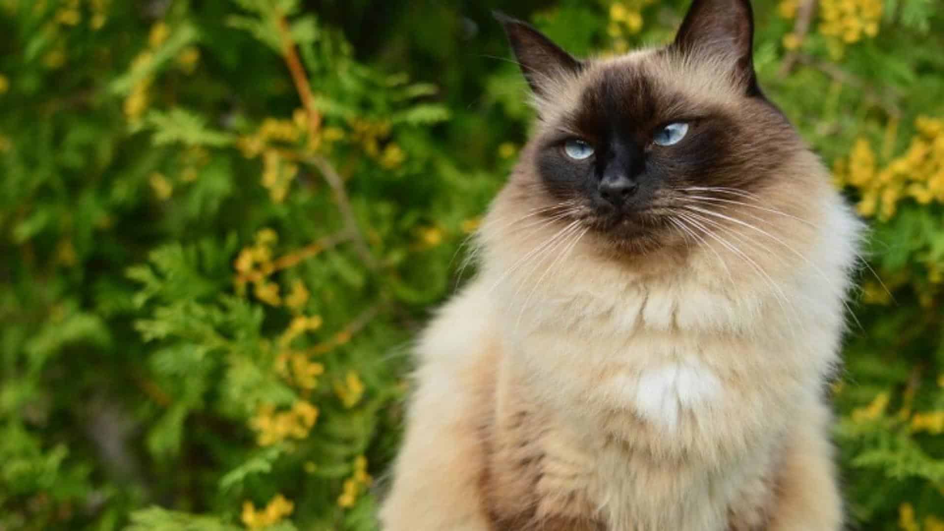 Balinais : Prix de ce chat, Comportement & Caractère, Santé