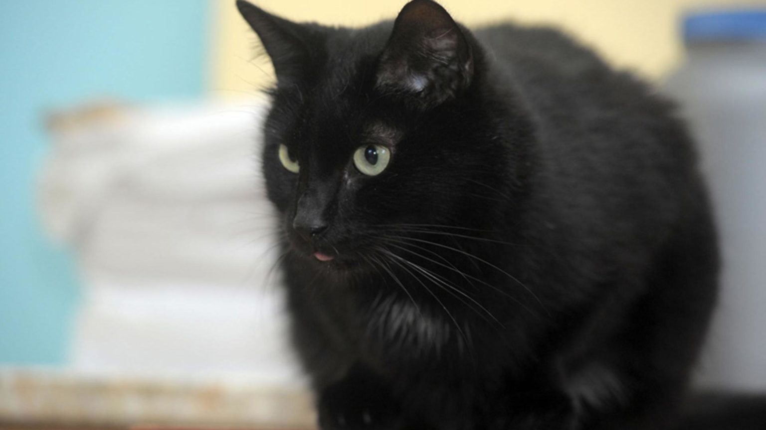 Chat Bombay : Prix, Comportement & Caractère, Santé