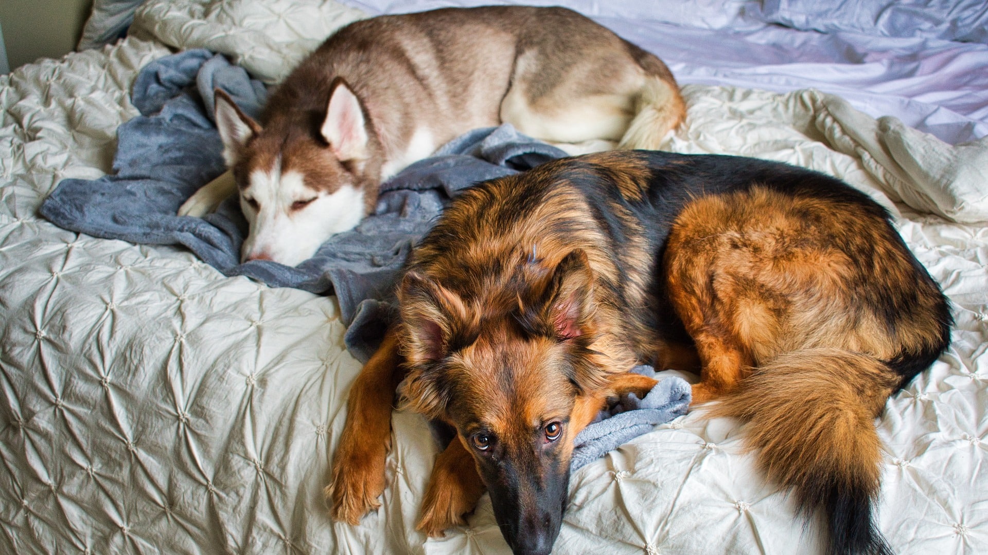 Husky Sibérien : Prix de ce chien, Caractère, Santé, Alimentation