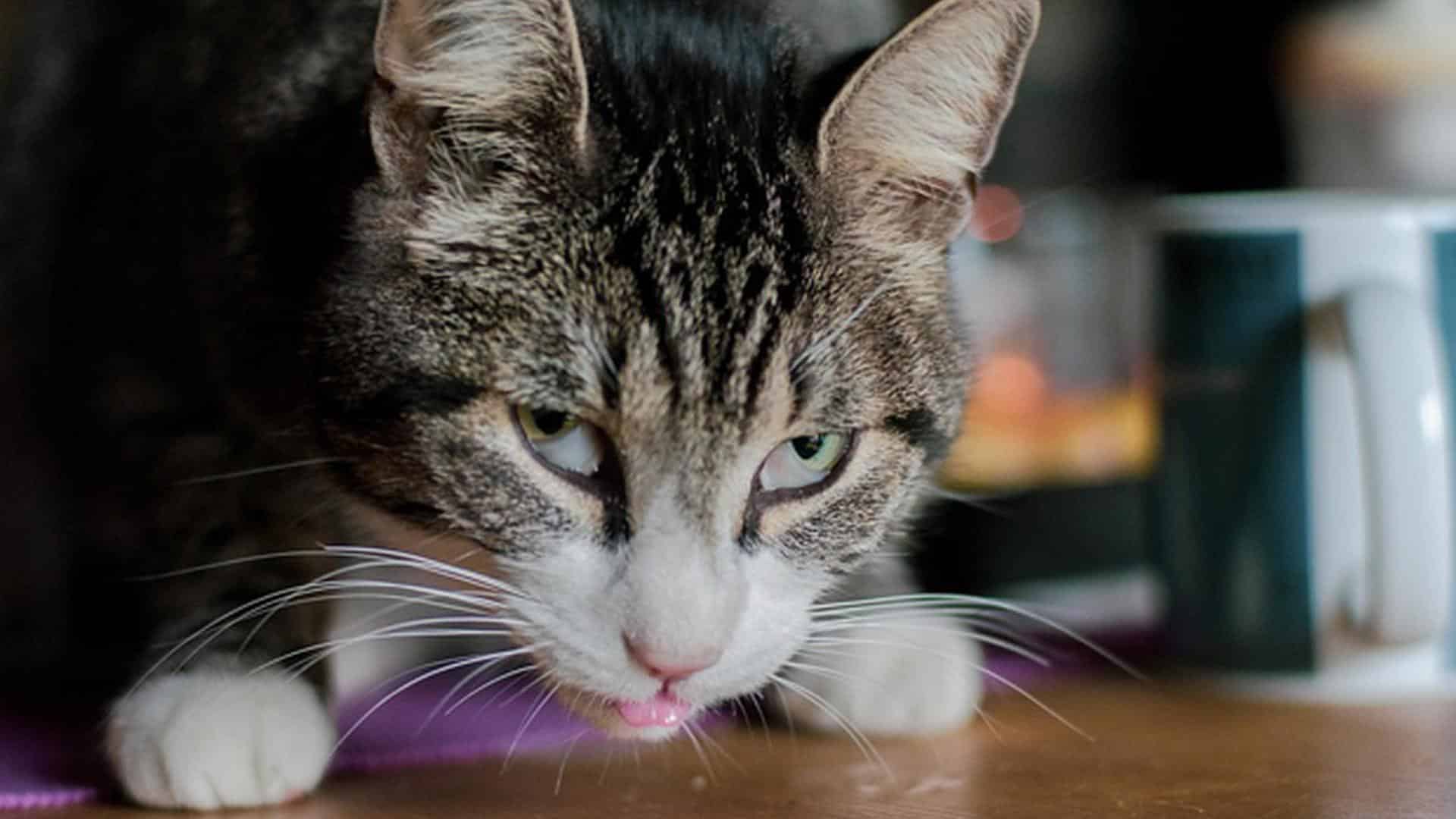 Pourquoi mon chat bave ? Causes et Solutions