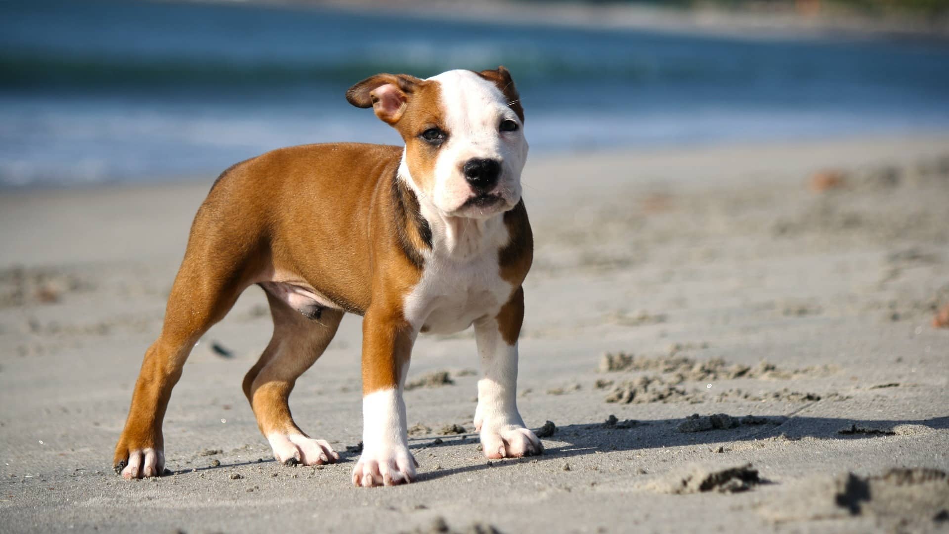 Pitbull : Prix de ce chien, Caractère, Santé, Alimentation