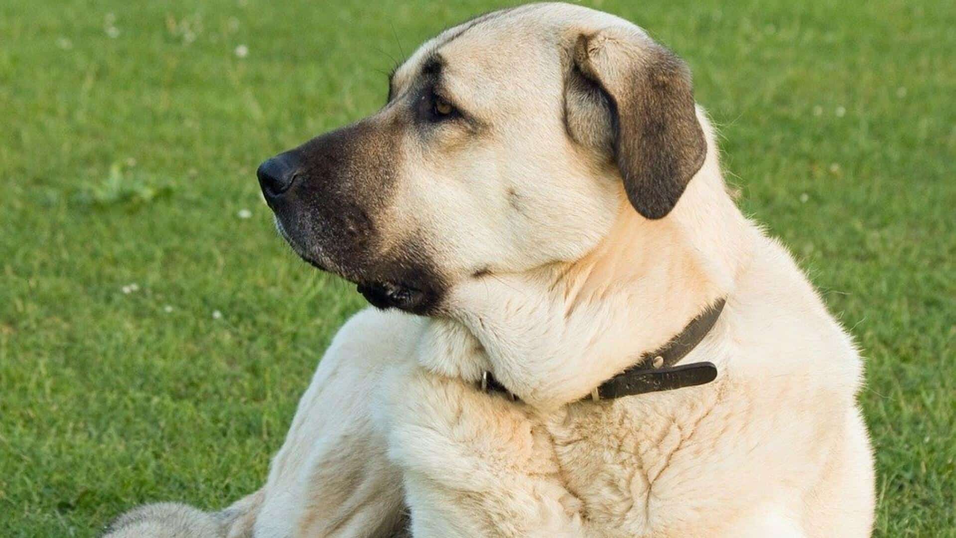 Races de grands chiens - Notre top 10