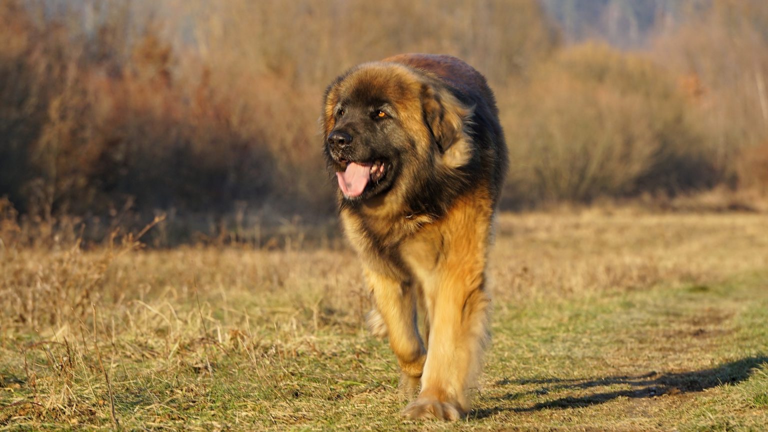 Races de grands chiens - Notre top 10