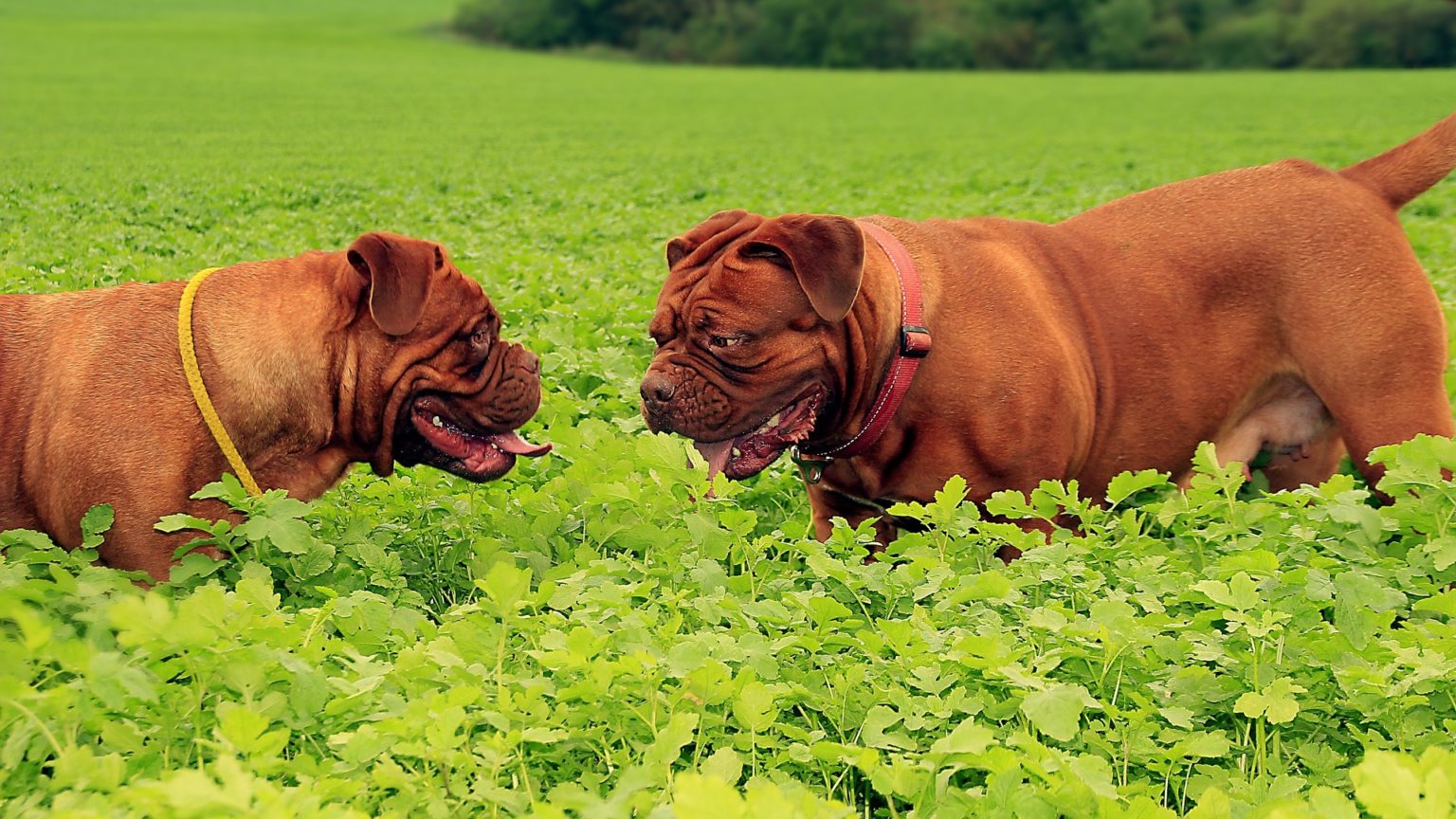 Races de grands chiens - Notre top 10