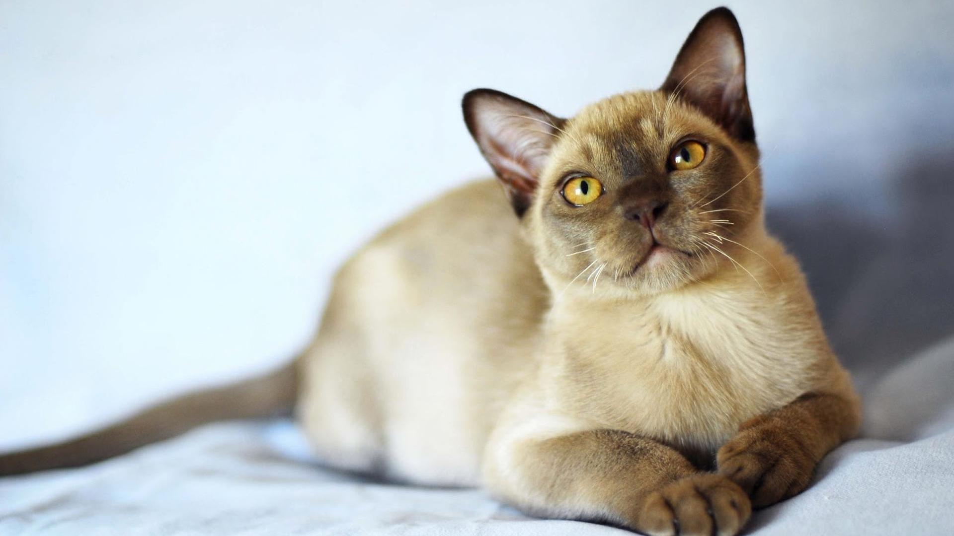 Burmese : Prix de ce chat, Comportement & Caractère, Santé