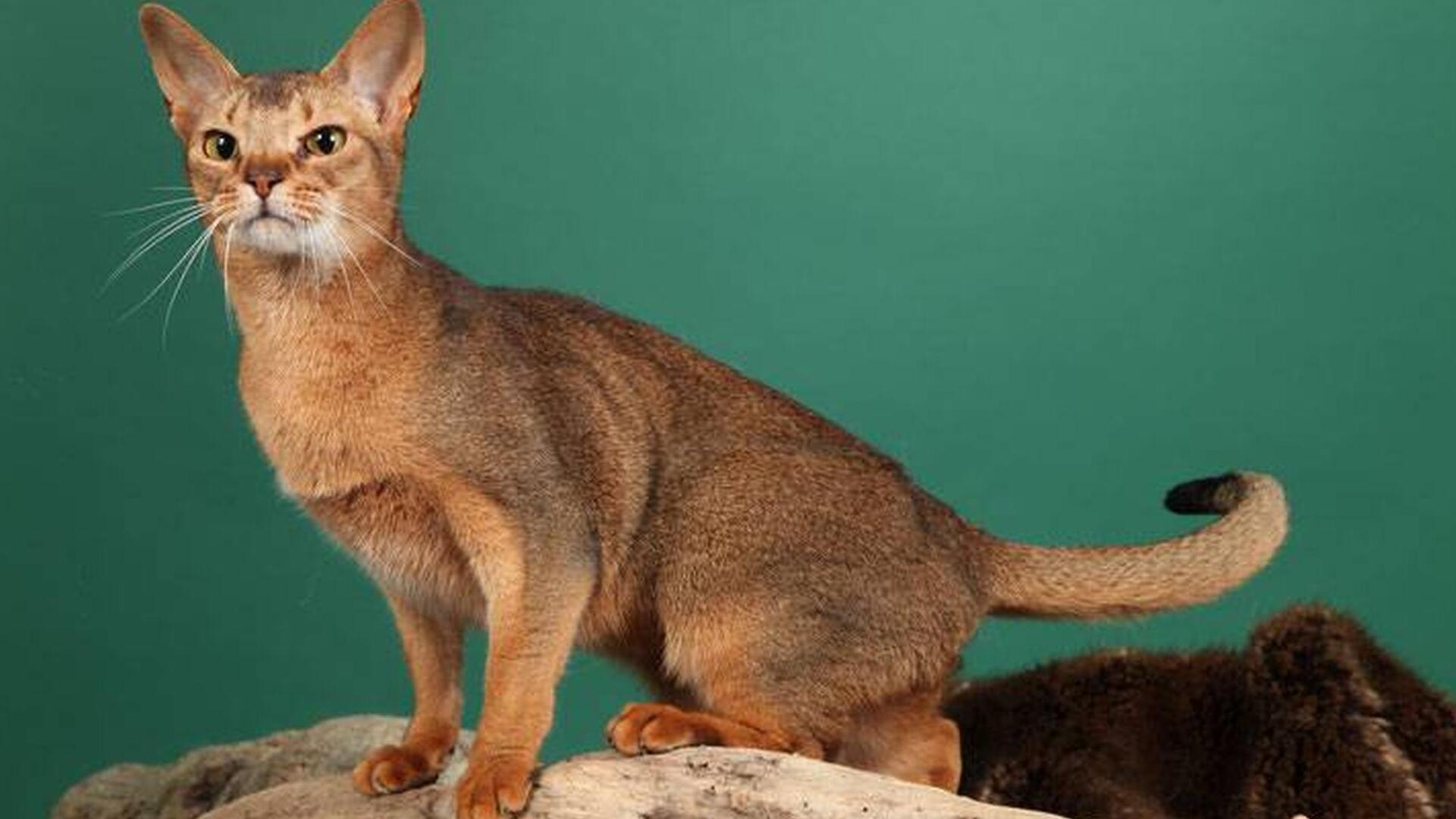 Ceylan : Prix de ce chat, Comportement & Caractère, Santé