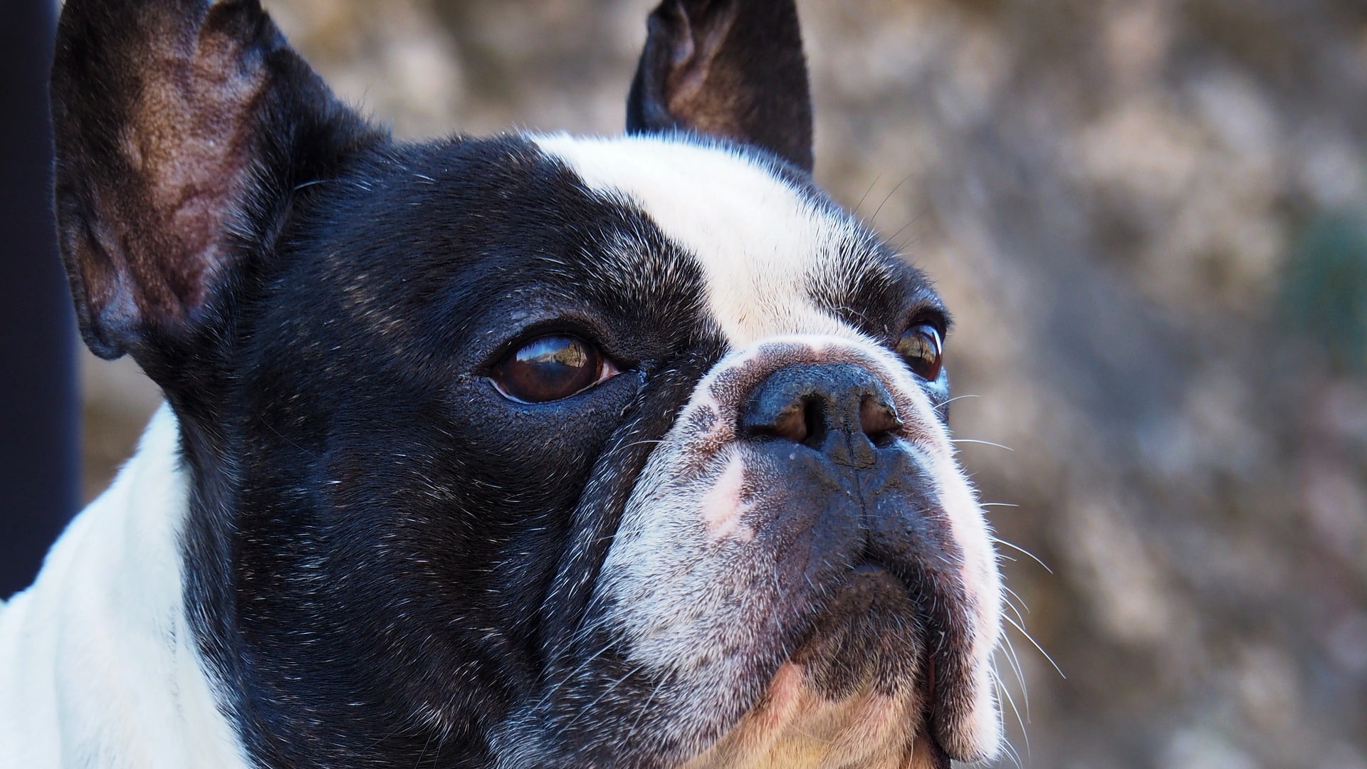 Bouledogue Français : Prix de ce chien, Caractère, Santé, Alimentation