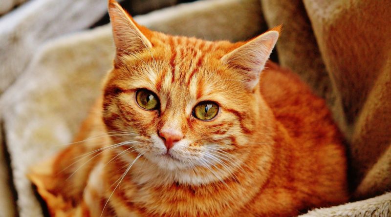 L'age des chats - Comment calculer l'age de son chat ? Notre guide