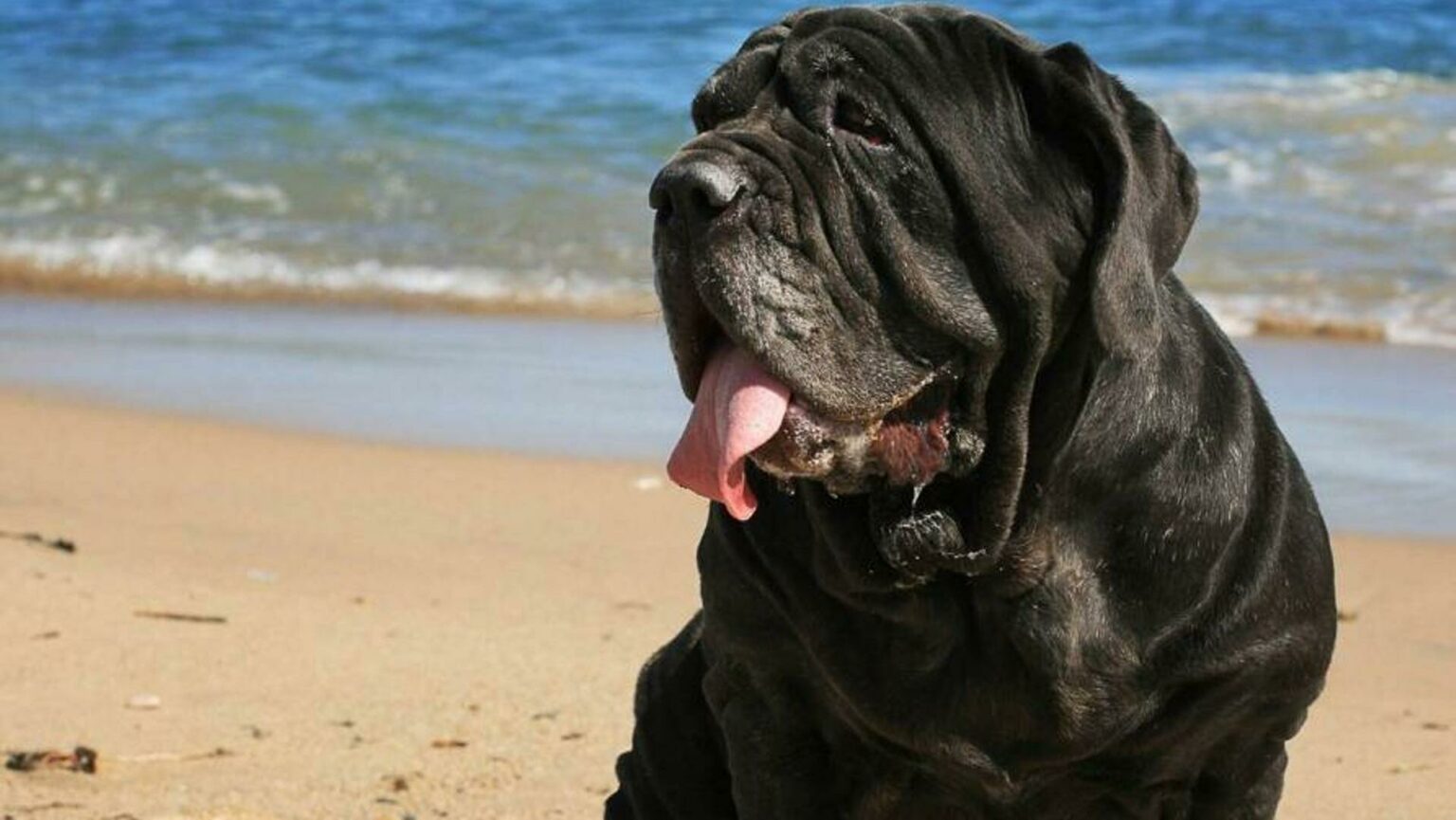 Mâtin de Naples : Prix de ce chien, Caractère, Santé, Alimentation