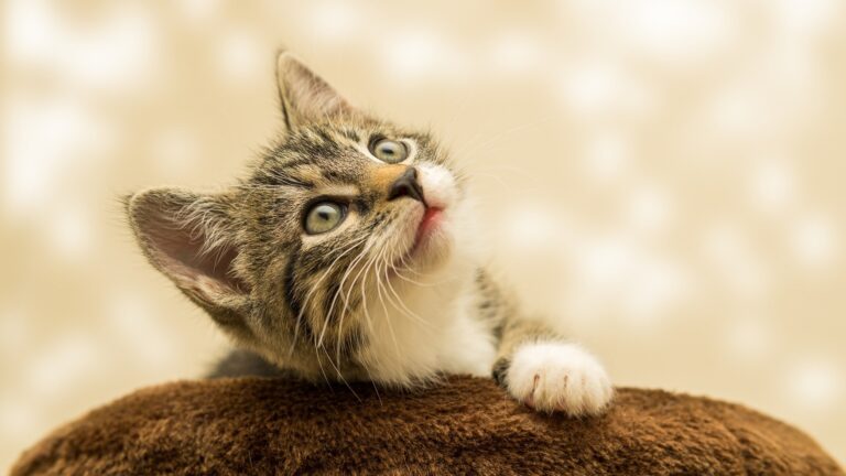 L'age des chats - Comment calculer l'age de son chat ? Notre guide