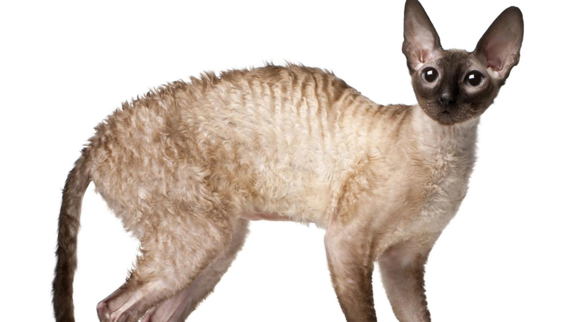 Cornish Rex : Prix de ce chat, Comportement & Caractère, Santé