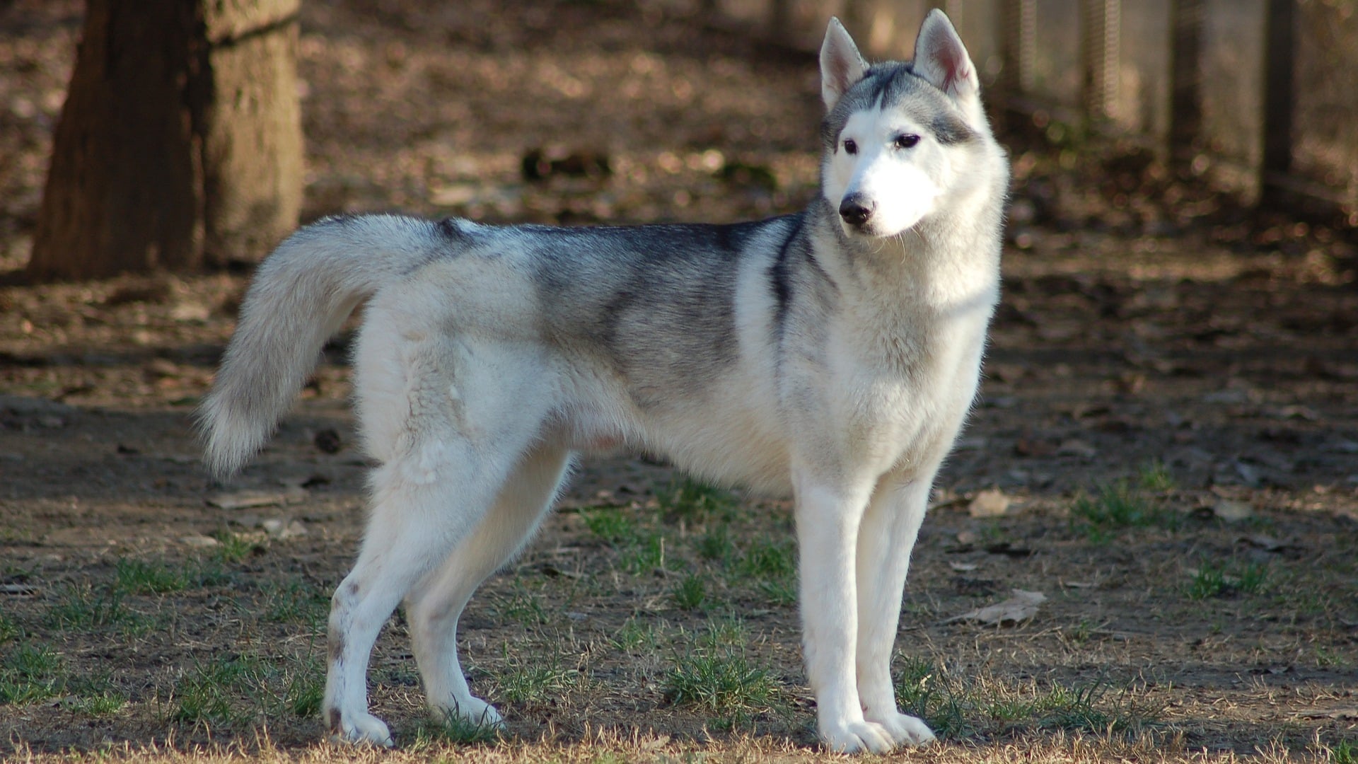 Husky de Sibérie : Prix de ce chien, Caractère, Santé, Alimentation