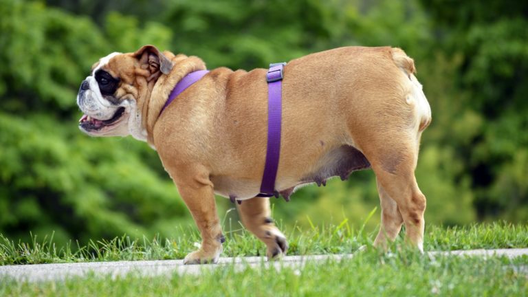 Bulldog Anglais : Prix de ce chien, Caractère, Santé, Alimentation