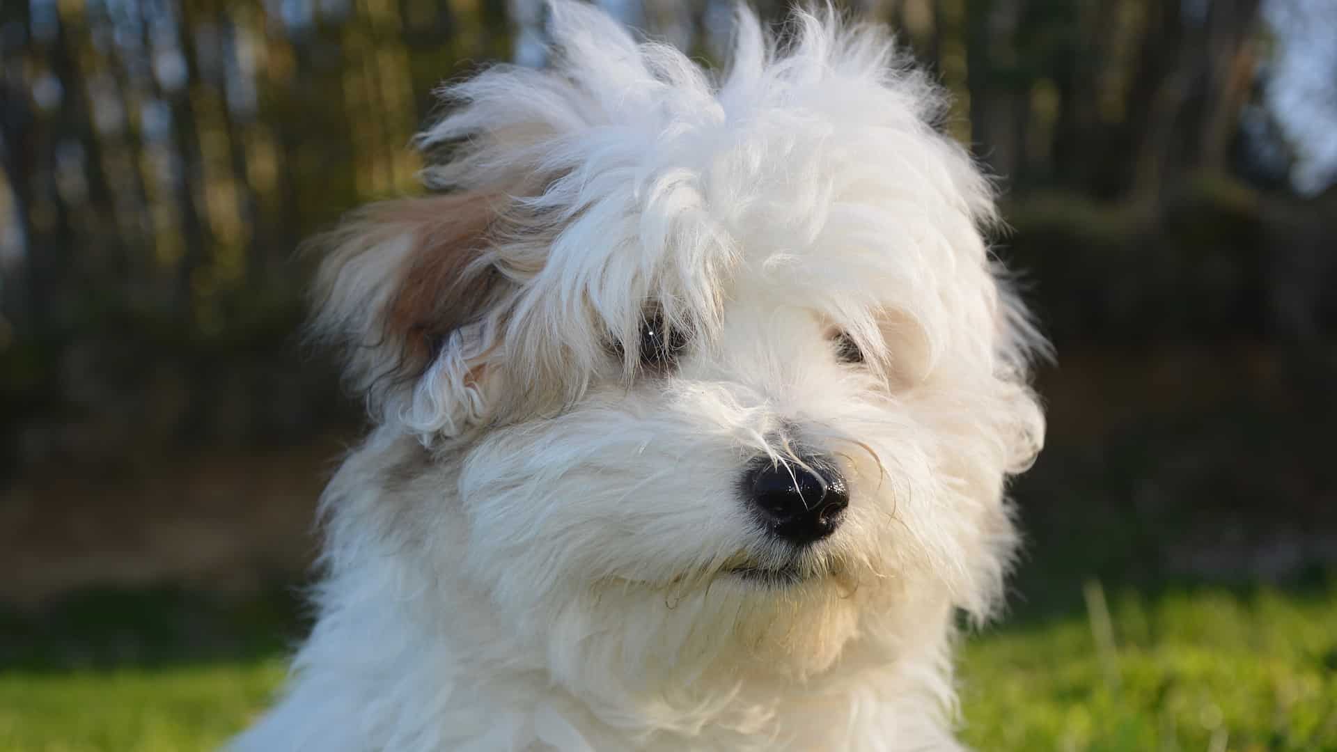 Coton de Tuléar : Prix de ce chien, Caractère, Santé, Alimentation