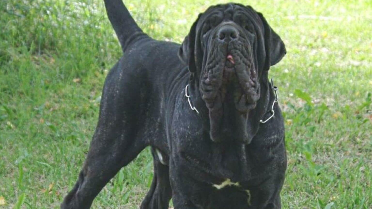 Mâtin de Naples : Prix de ce chien, Caractère, Santé, Alimentation