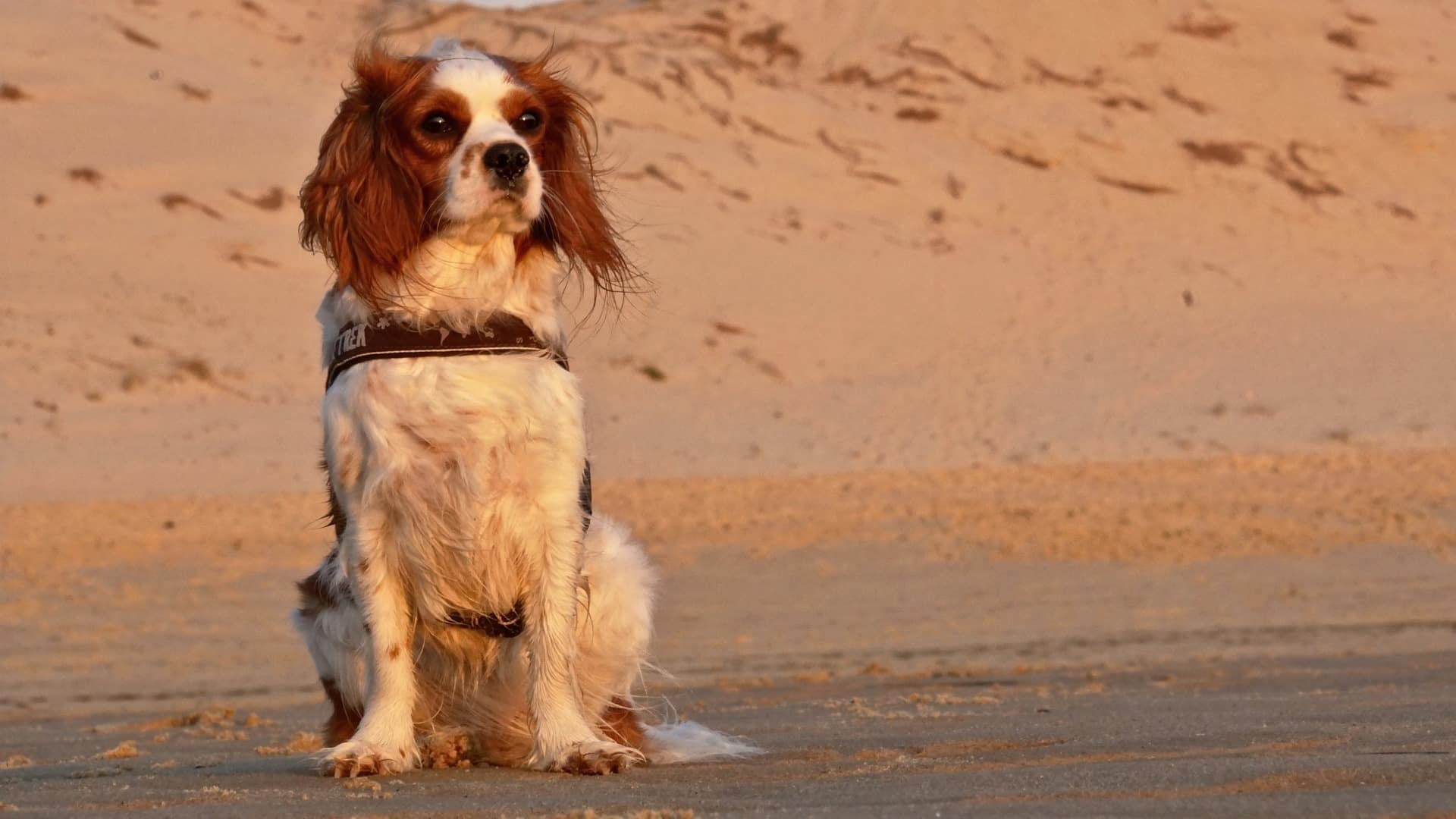 Épagneul français : Prix de ce chien, Caractère, Santé, Alimentation