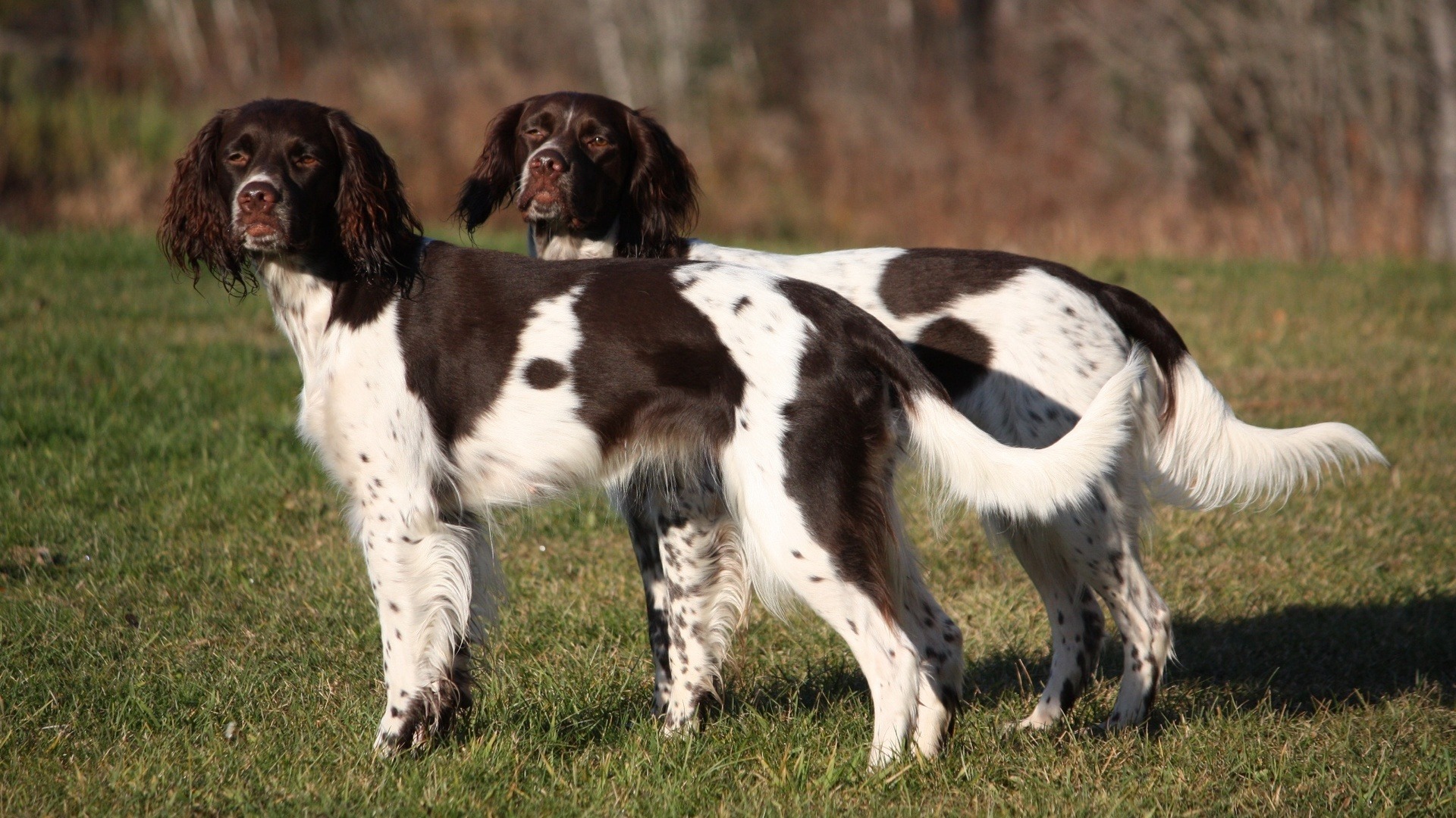 Épagneul français : Prix de ce chien, Caractère, Santé, Alimentation