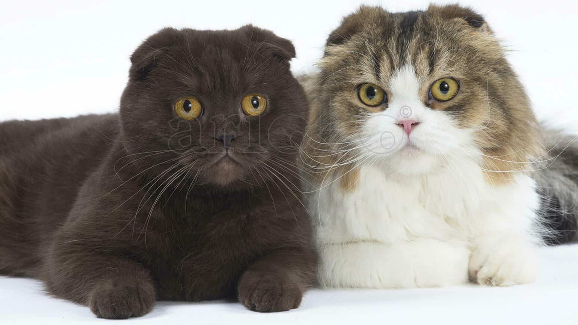 Scottish & Highland : Prix de ce chat, Comportement & Caractère, Santé