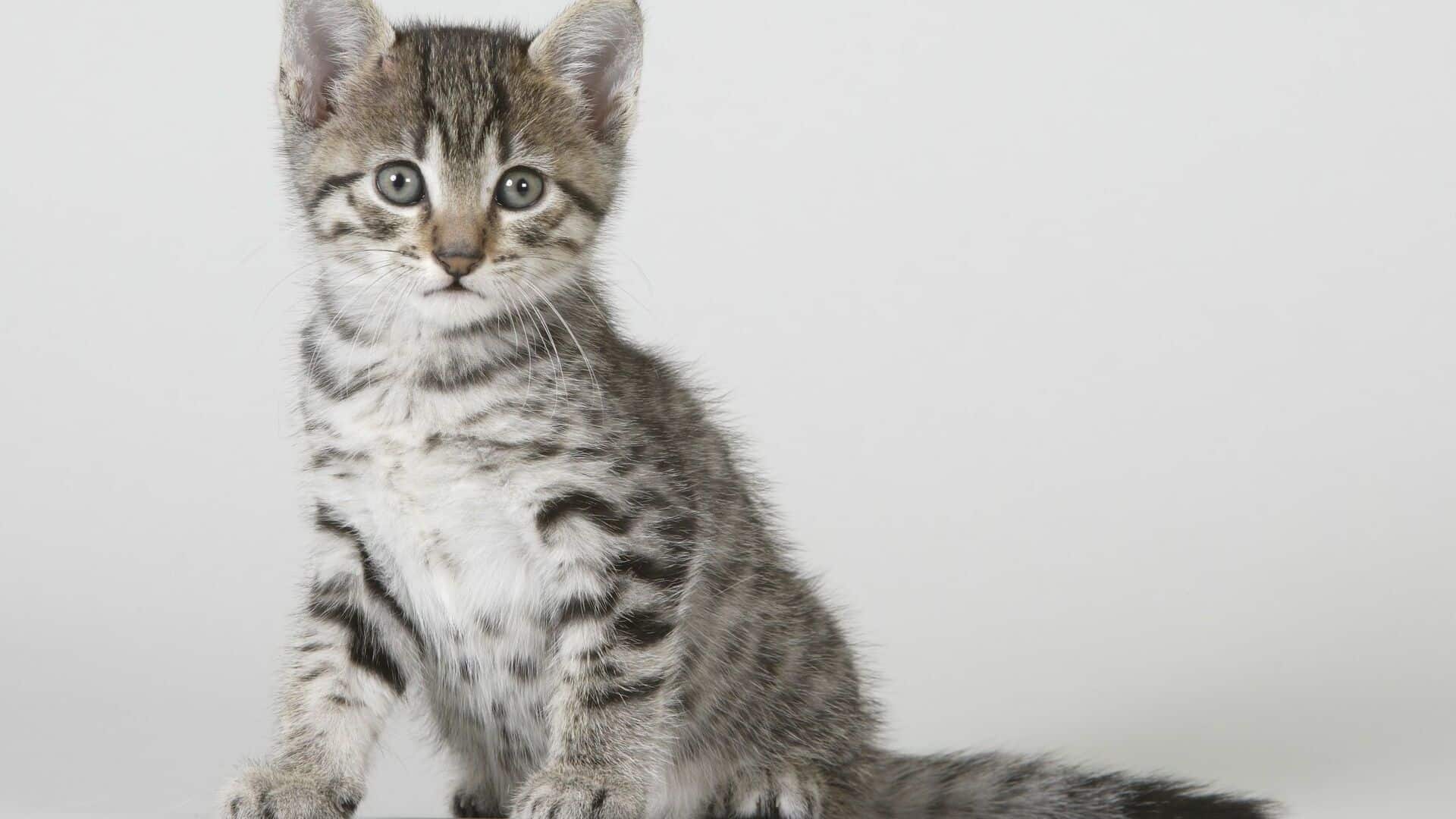 Mau Égyptien : Prix de ce chat, Comportement & Caractère, Santé