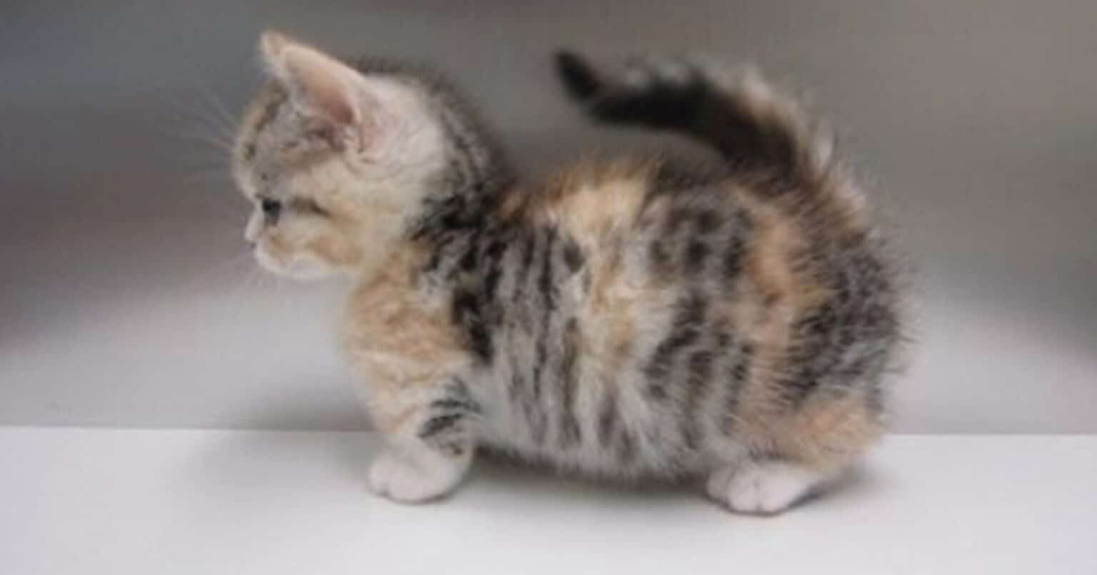 Munchkin : Prix de ce chat, Comportement & Caractère, Santé