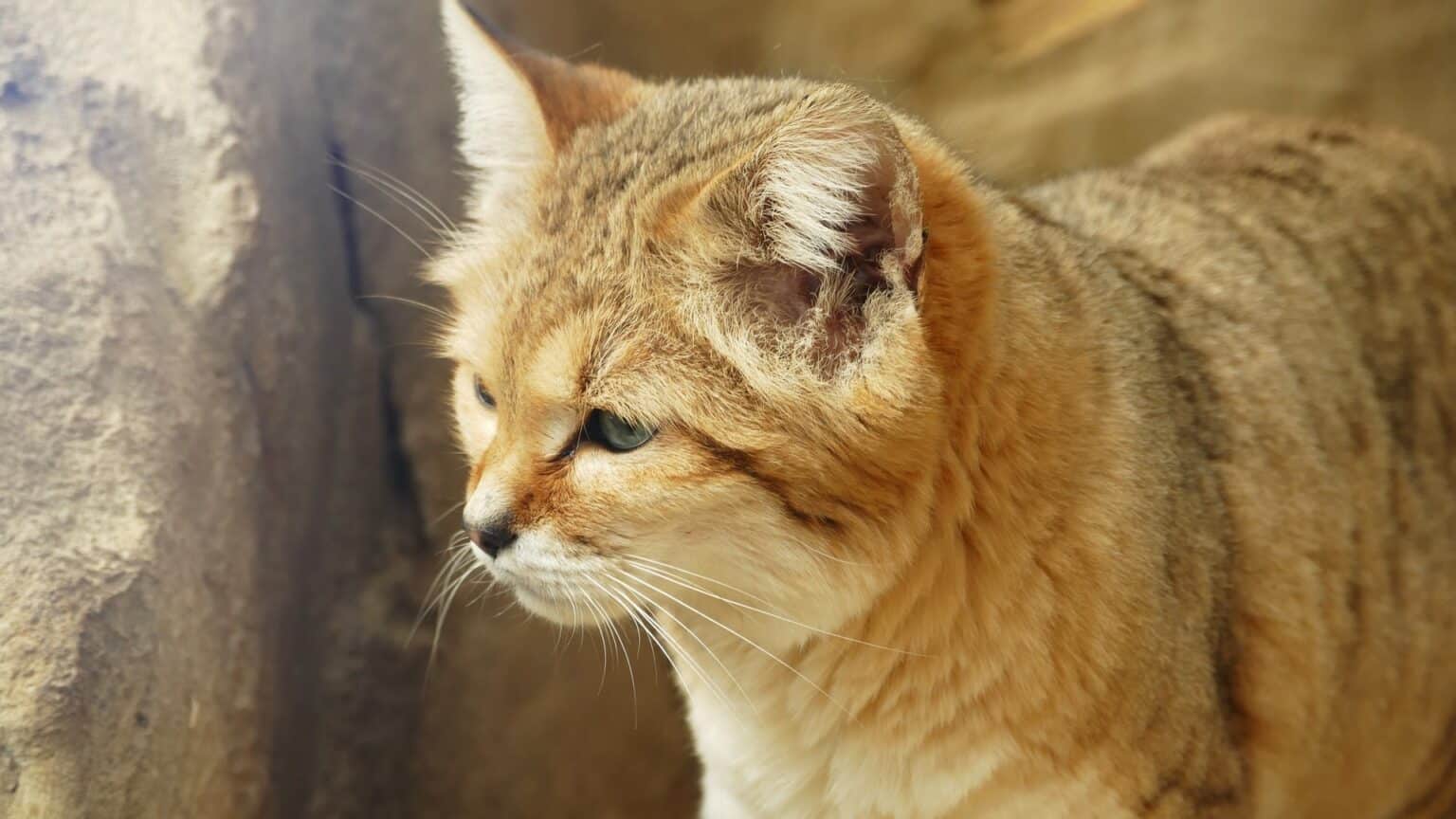 Chat des sables : Prix, Comportement & Caractère, Santé