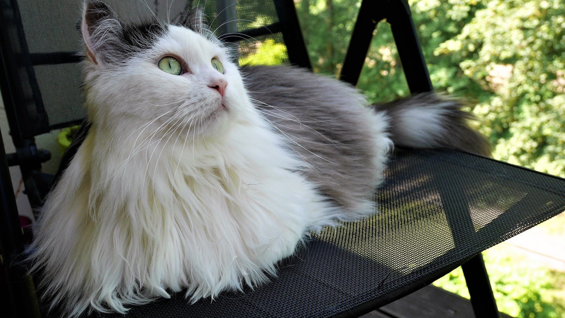 Chat Sibérien : Prix de ce chat, Comportement & Caractère, Santé