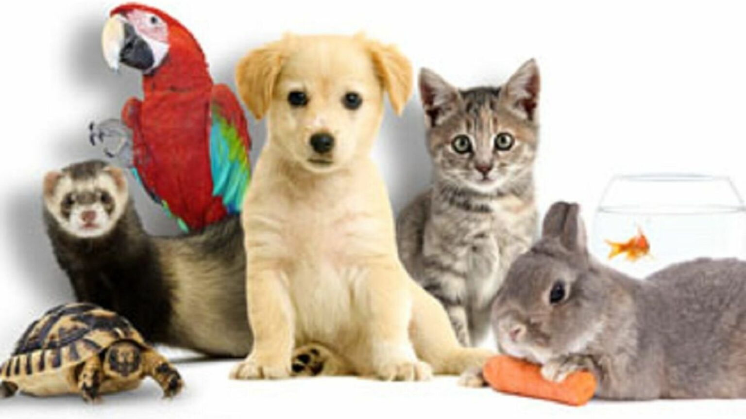 Nouveaux animaux de compagnie (NAC) autorisés en France