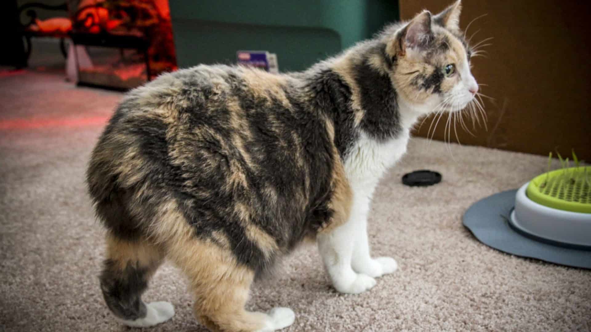 Manx : Prix de ce chat, Comportement & Caractère, Santé