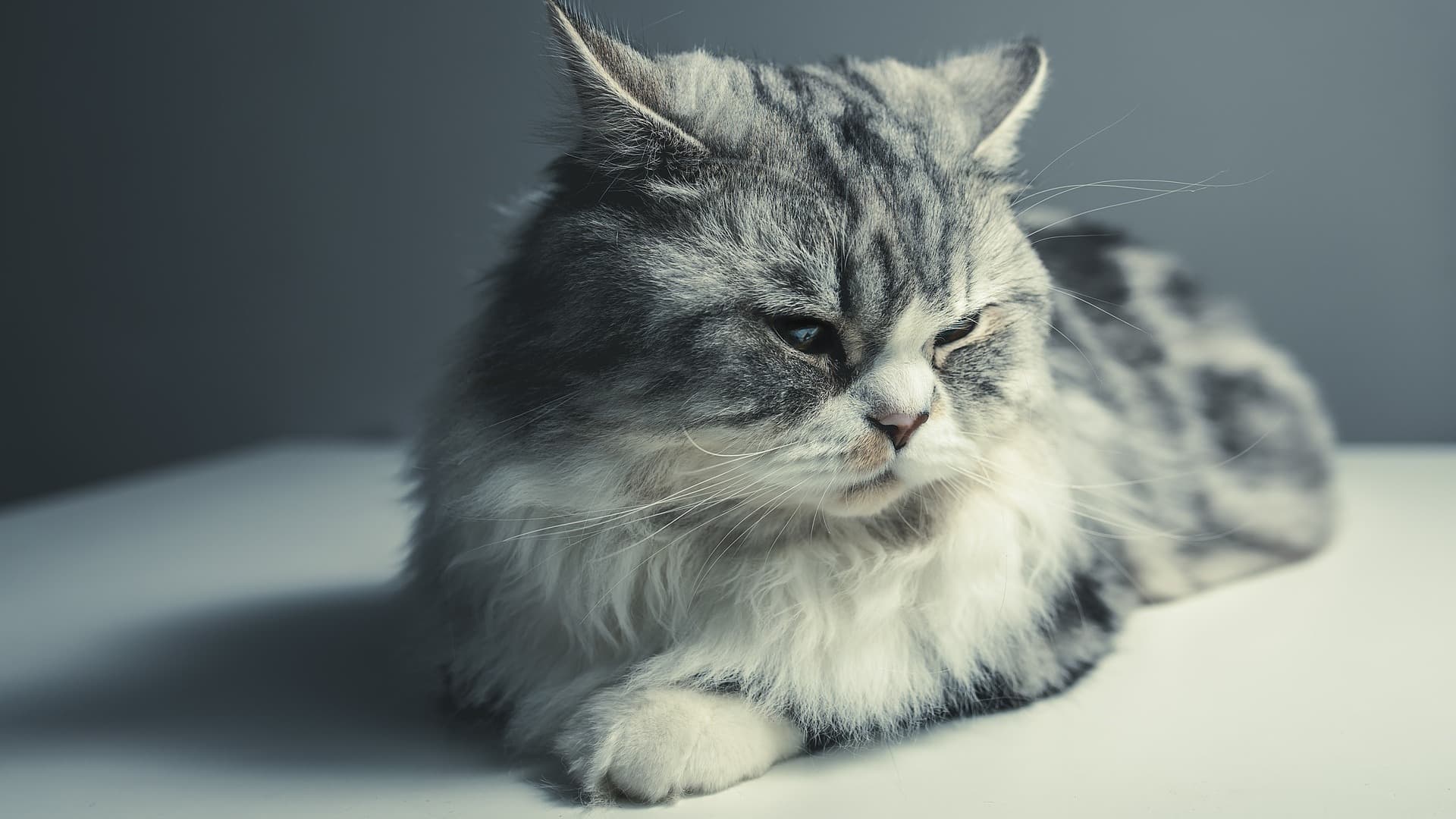Persan : Prix de ce chat, Comportement & Caractère, Santé