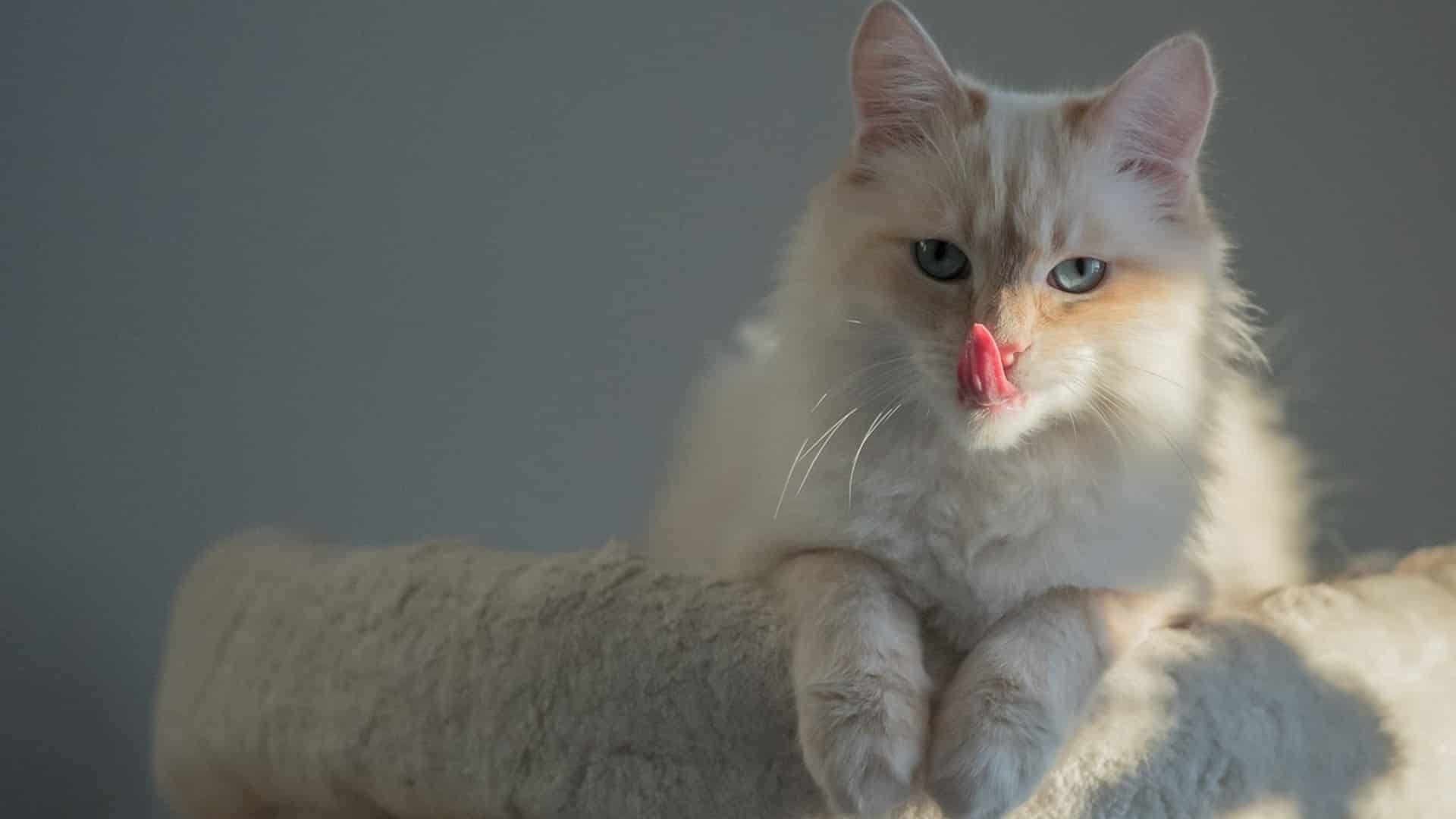 Sacré de Birmanie : Prix de ce chat, Comportement & Caractère, Santé