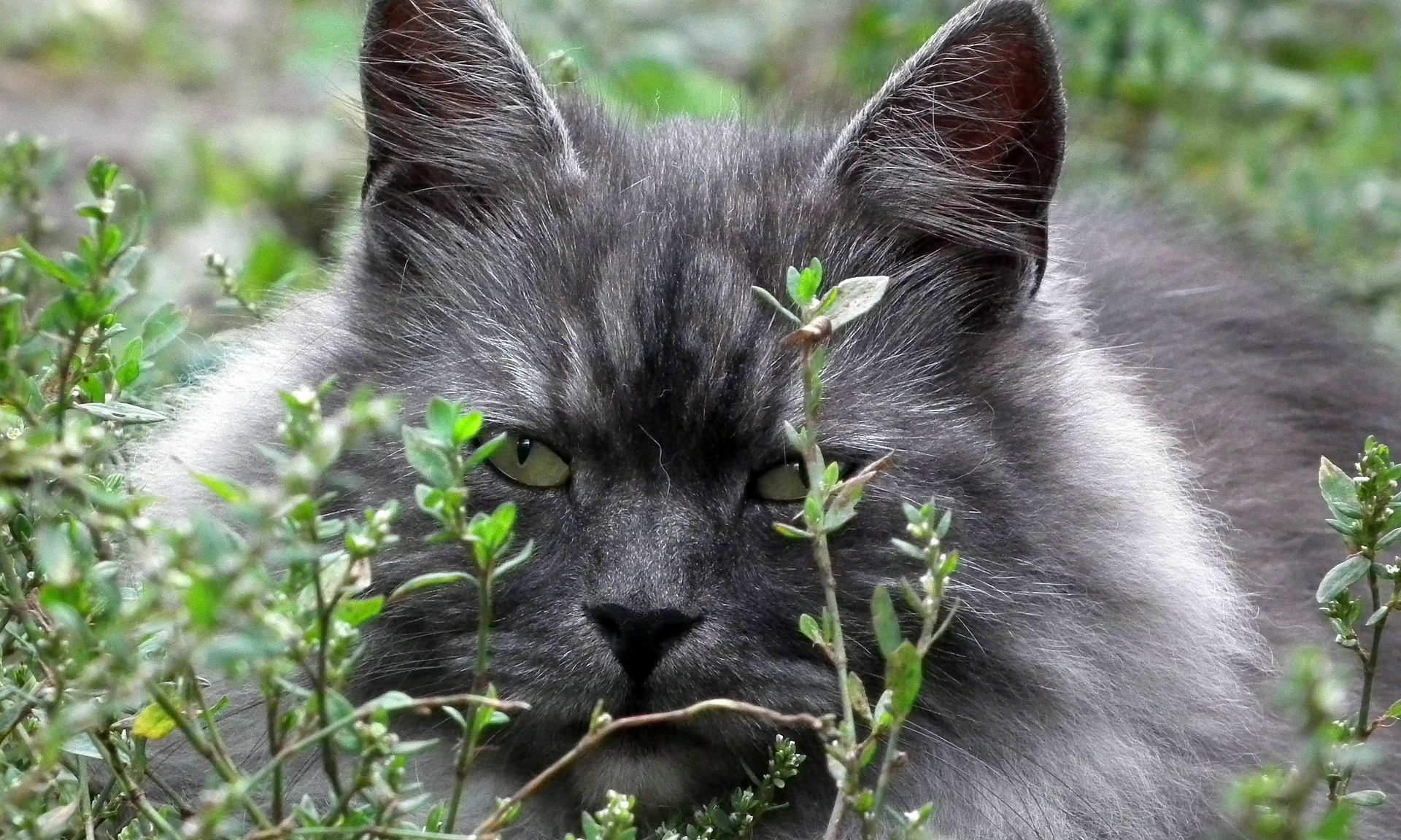 Chat Sibérien : Prix de ce chat, Comportement & Caractère, Santé