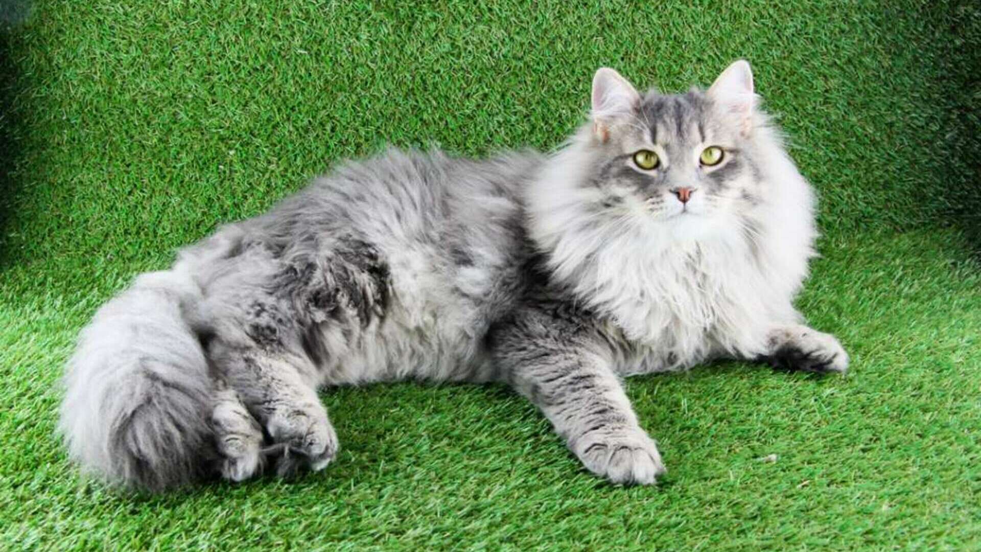 Chat hypoallergénique - Notre top 5 des races