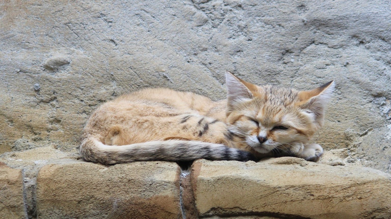 Chat des sables : Prix, Comportement & Caractère, Santé