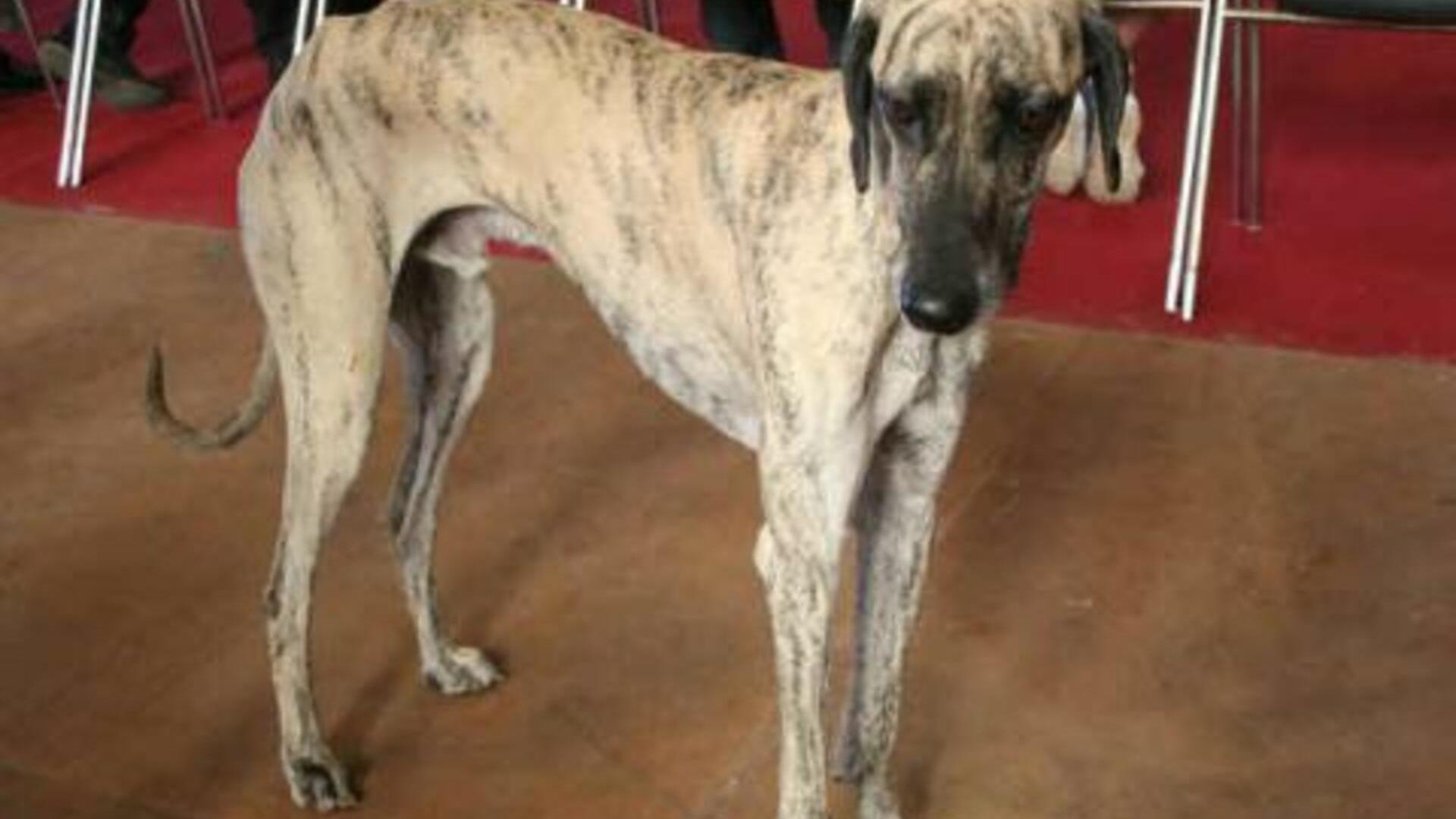 Sloughi : Prix de ce chien, Caractère, Santé, Alimentation