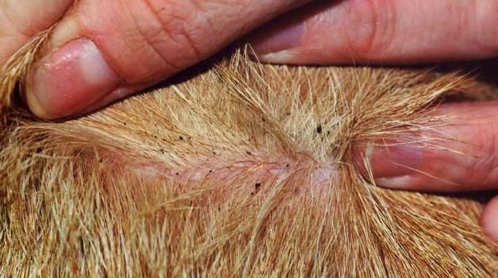 Que faire si votre chien et votre maison sont infestés de puces