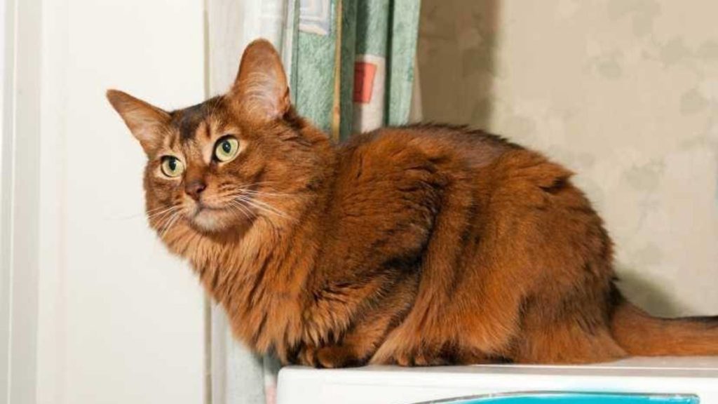 Chat Somali : Prix, Comportement & Caractère, Santé