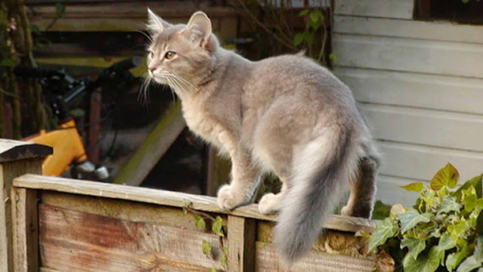 Chat Somali : Prix, Comportement & Caractère, Santé