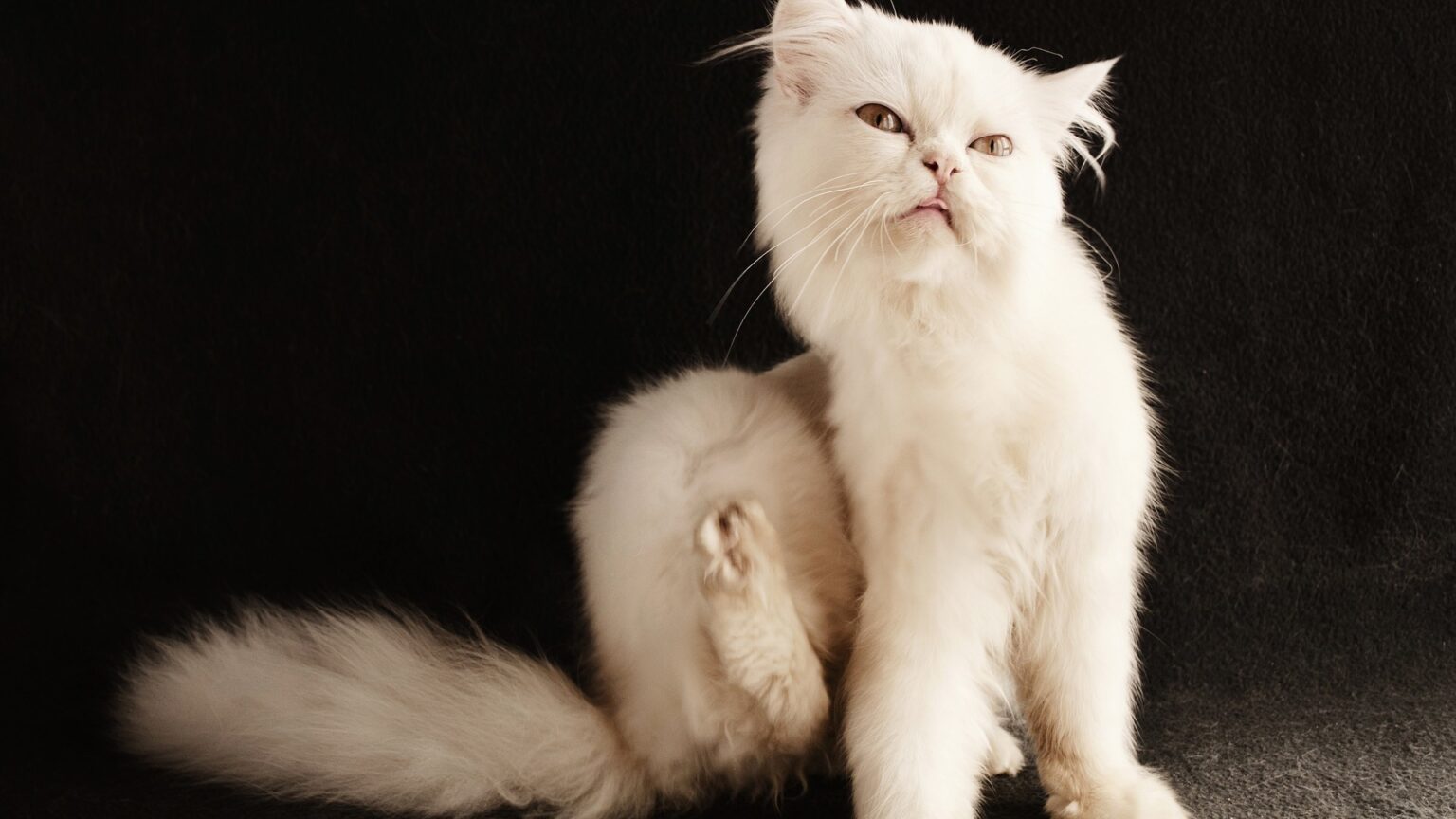Teigne du chat et chien : description, symptômes, traitement