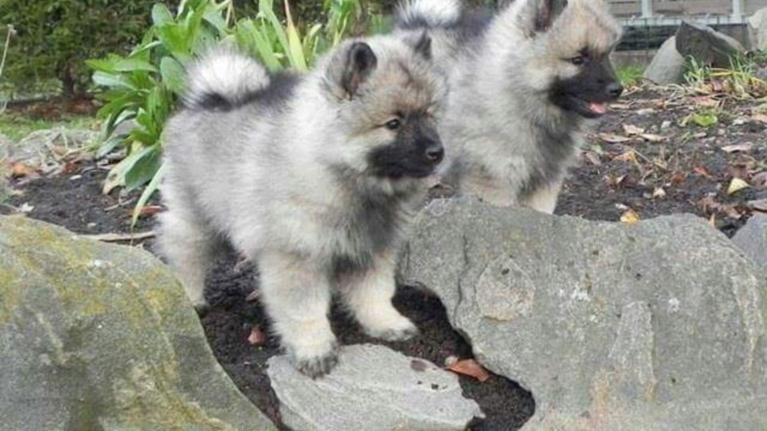 Spitz loup : Prix de ce chien, Caractère, Santé, Alimentation