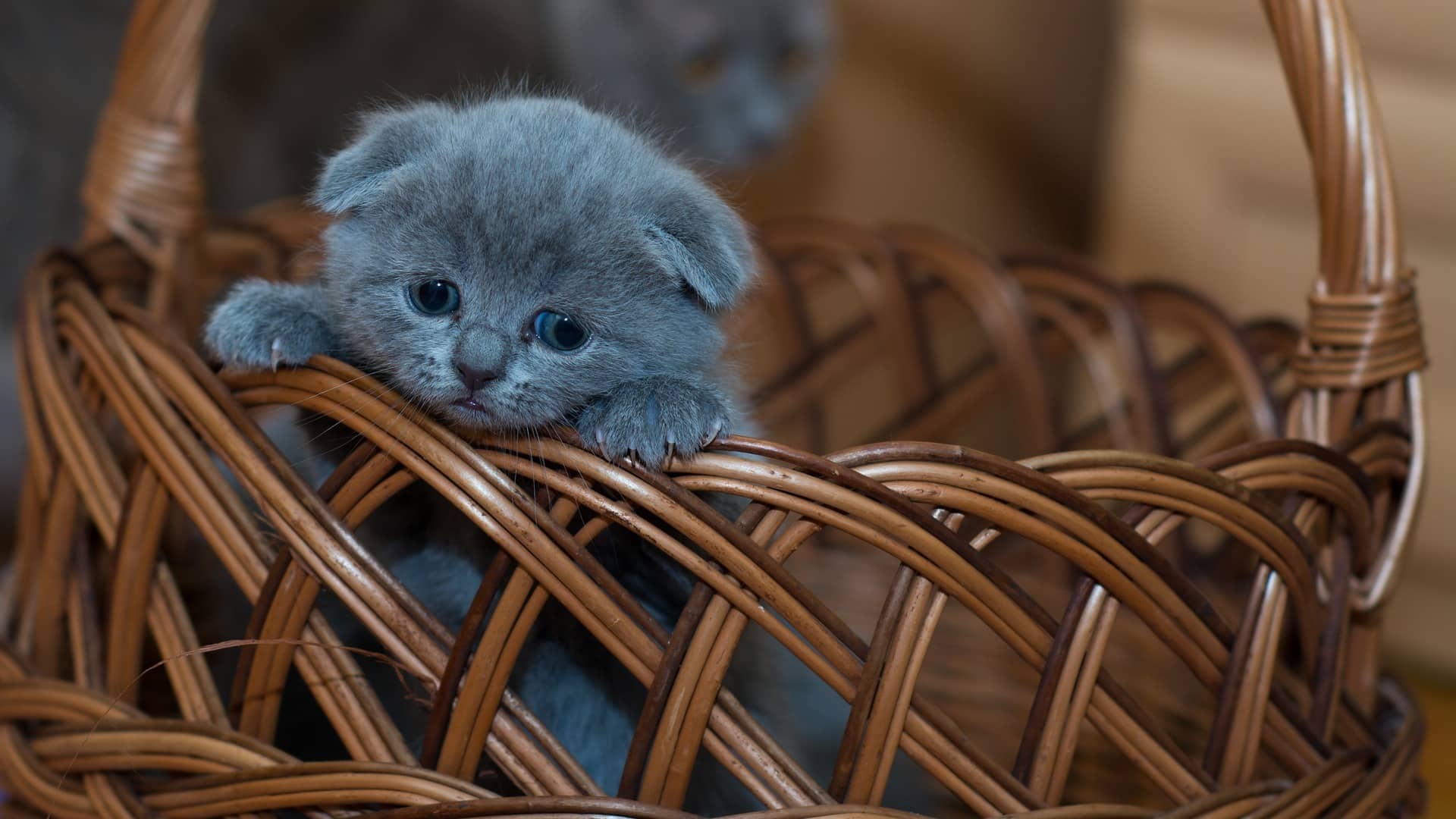 LOOF : pourquoi et comment inscrire votre chat