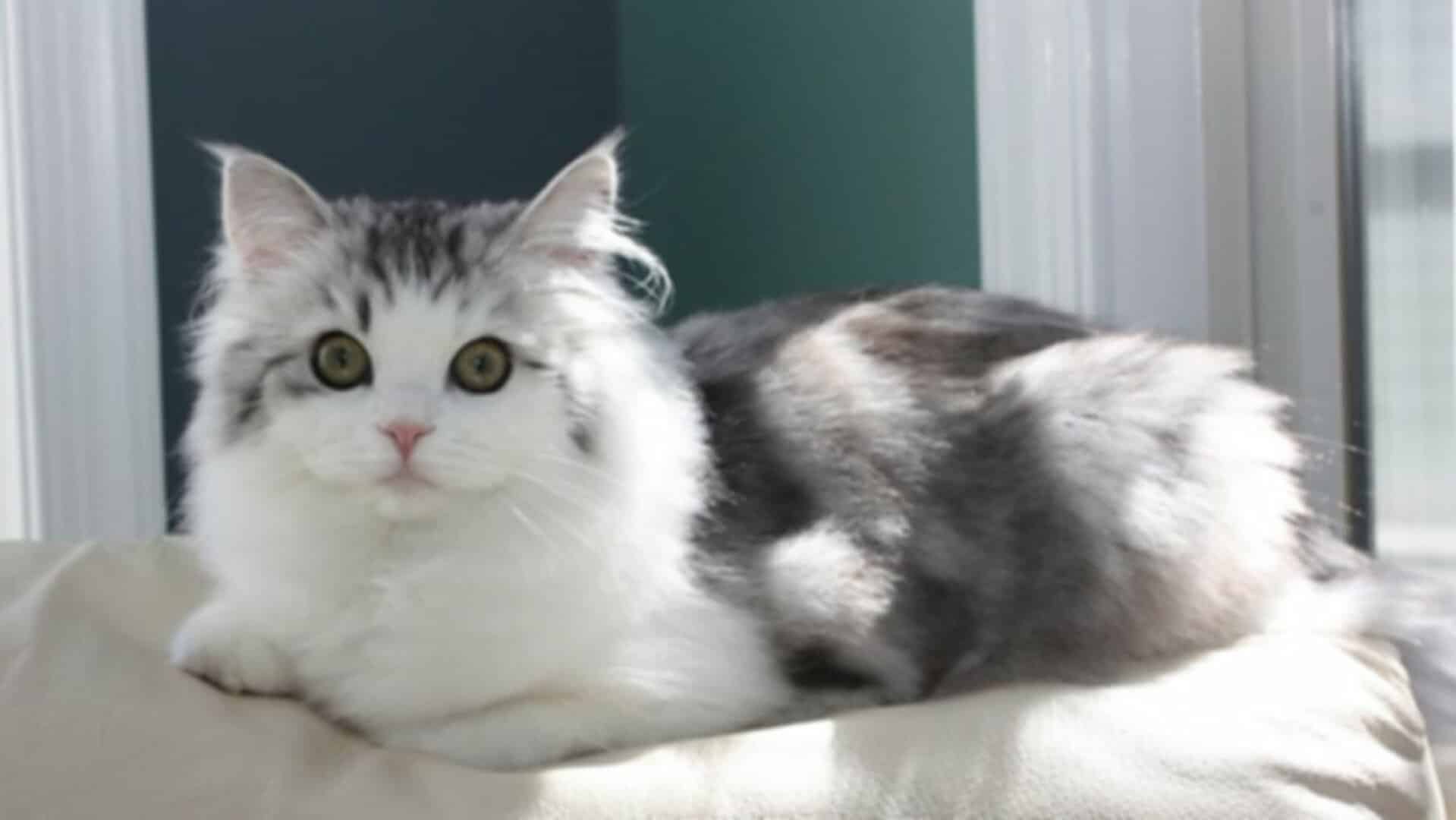 Chat lion : ces races de chat qui ressemblent à des lions