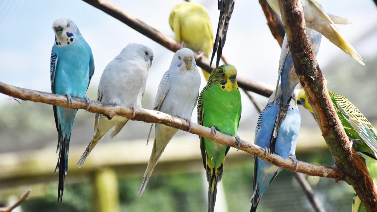 Perroquet : le top des races